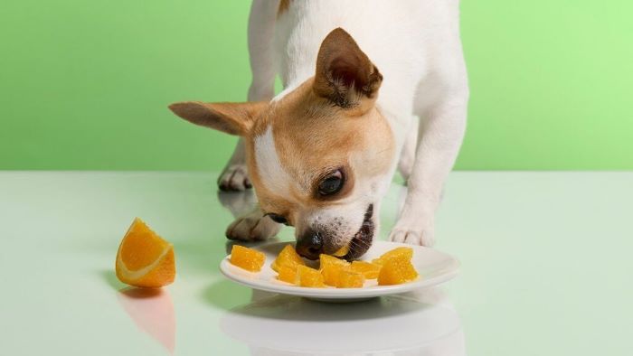 Can Dogs Have Satsumas? Delicious or Dangerous? - WeWantDogs