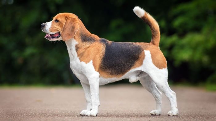 How to Express Dog Anal Glands? Booty Duty! - WeWantDogs