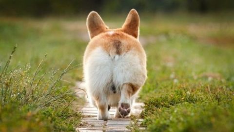 How to Express Dog Anal Glands? Booty Duty! - WeWantDogs