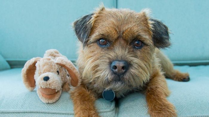 Signs Your Dog With Diabetes Is Dying? A Guide! - WeWantDogs