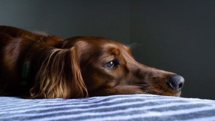 Why Is My Dog Restless at Night All of a Sudden? Sleep Disruption ...