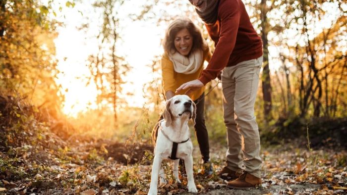 Where Do Dogs Like To Be Pet? Establishing Bond - WeWantDogs