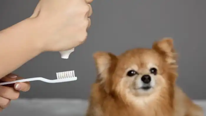 The 8 Best Dog Toothpaste UK to Use With Dog Toothbrushes - WeWantDogs