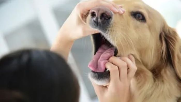 What To Do if a Dog Is Choking? Insight - WeWantDogs