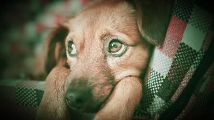 Warning Signs Your Dog Is Crying for Help! Emotional Turmoil - WeWantDogs