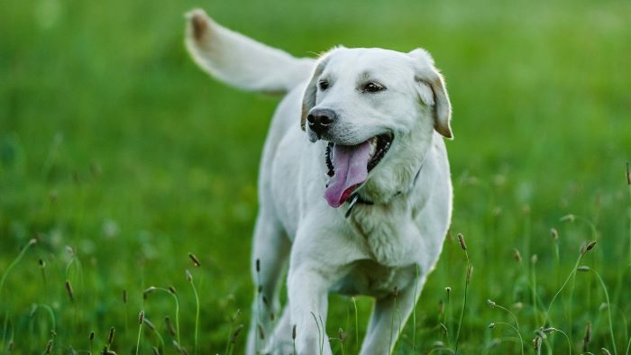 How Fast Can A Dog Run? A Quick Guide! - WeWantDogs