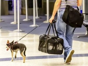 Are Premier Inns Dog Friendly? Comfy Stays! - WeWantDogs