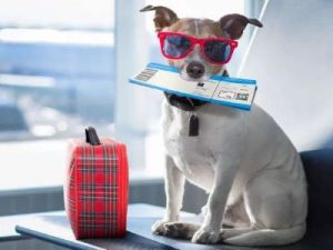 Are Premier Inns Dog Friendly? Comfy Stays! - WeWantDogs
