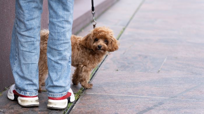 Can I Walk My Dog After Cutting The Quick - EMSEKFLOL.COM
