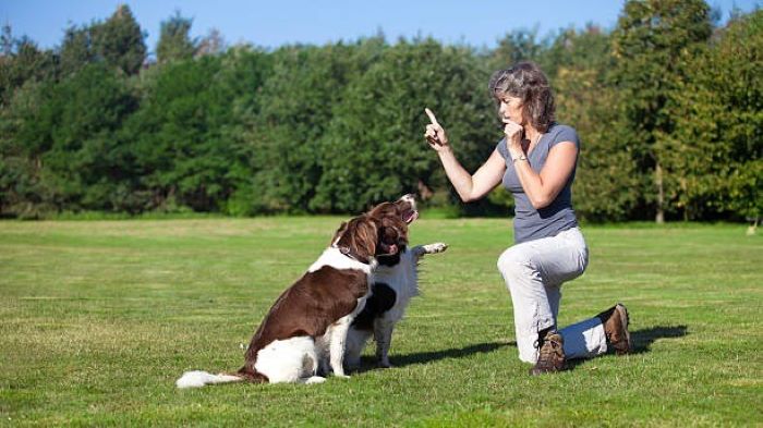 How To Use A Dog Whistle? A Sound Guide! - WeWantDogs