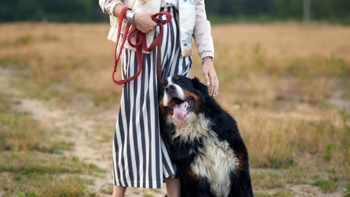Why Does My Dog Lean On Me? Guide! - WeWantDogs