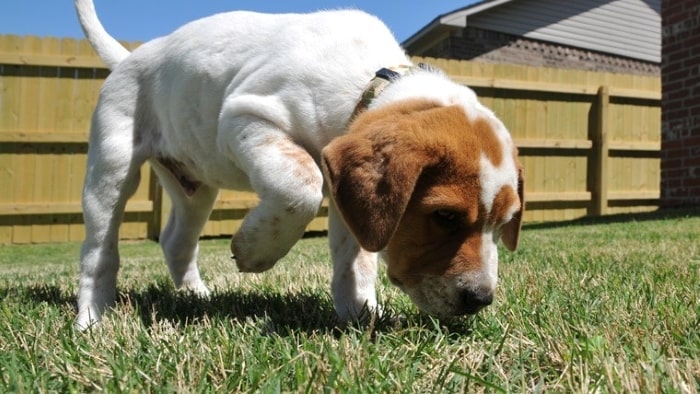 How Far Can a Dog Smell? Know here! - WeWantDogs