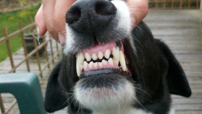 Why Does My Dog Grind His Teeth? Understanding Behaviour - WeWantDogs