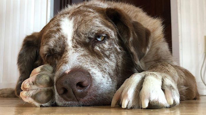 Why Does My Dog Sigh? - WeWantDogs