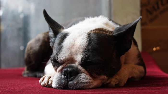 Why Does My Dog Snore? Don't Snooze This! - WeWantDogs