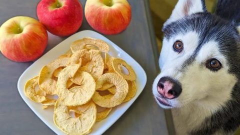 Can Dogs Eat Chips? Are Chips Bad For Dogs? - WeWantDogs