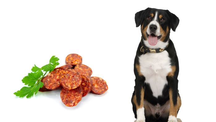 Can Dogs Eat Chorizo? A Complete Guide for Dog Owners! - WeWantDogs