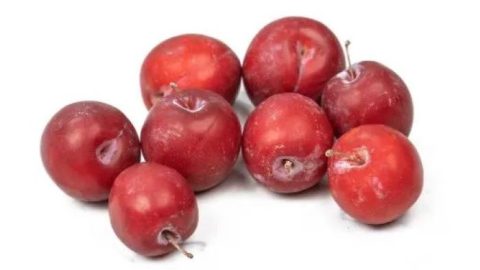 Can Dogs Eat Plums Or Not? A Vets Opinion - WeWantDogs