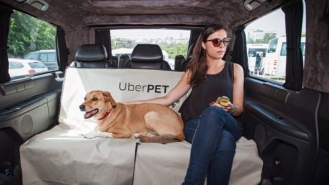 Can Dogs Eat Pork? What Every Pet Owner Needs to Know - WeWantDogs