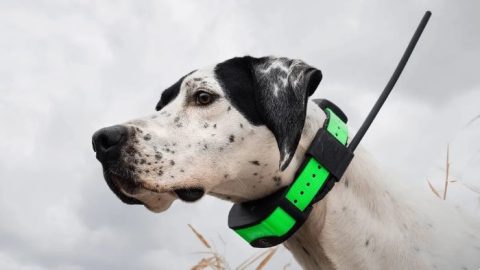 Can You Track Your Dog With a Microchip? All You Need to Know About ...