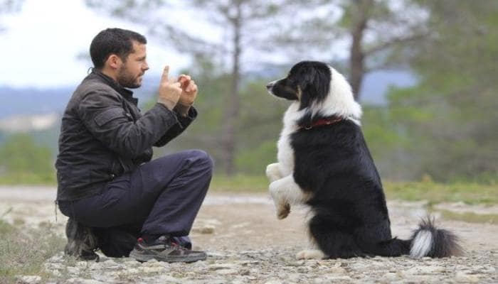 How to Become a Dog Behaviourist? Learn in 7 Steps! - WeWantDogs