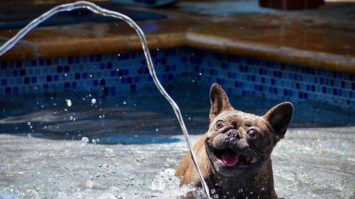 What is Water Intoxication in Dogs? Splash Alert! - WeWantDogs