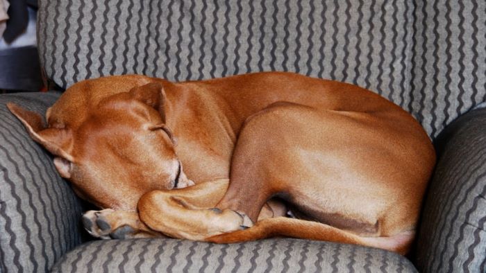 Why Do Dogs Curl Up When They Sleep? Mystery Unveiled! - WeWantDogs