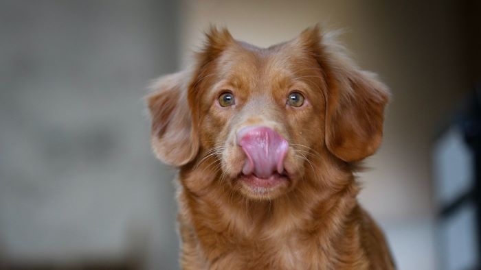 Why Do Dogs Lick Their Lips? Expert's Insights! - WeWantDogs