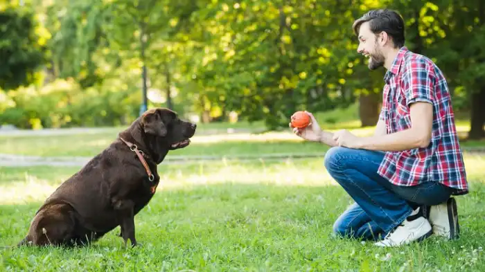 The 10 Best Dog Ball - Make Fetch Play Safe and Exciting! - WeWantDogs