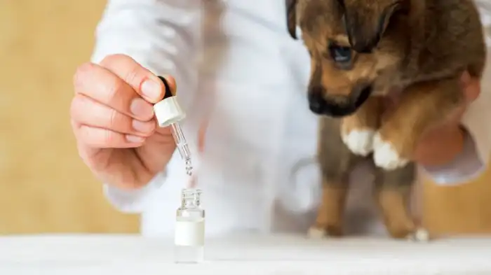 7 Best Ear Drops for Dogs - Get Rid of Infection! - WeWantDogs