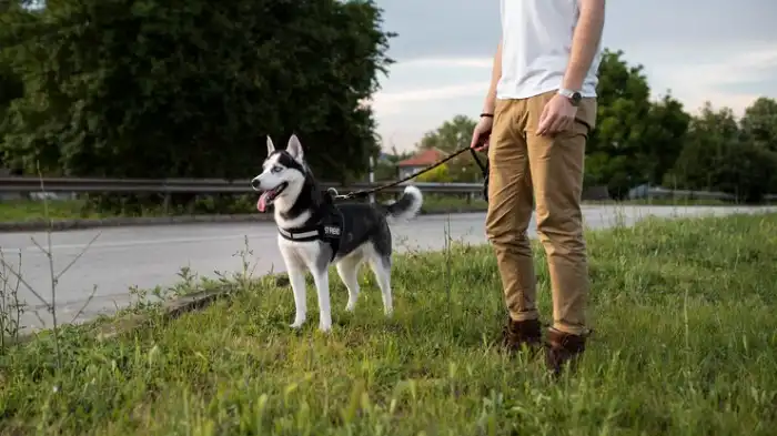 5 Best Guard Dogs for Ultimate Protection - WeWantDogs