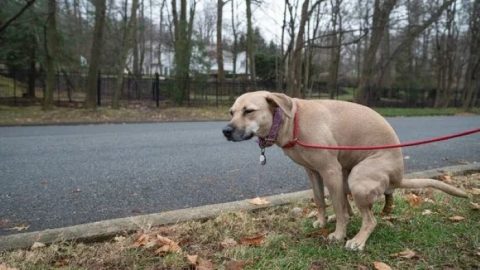 Constipation In Dogs: What Can I give my Dog For Constipation? - WeWantDogs