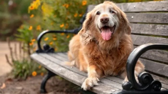 Why Is My Senior Dog Restless at Night All of a Sudden? Understanding ...