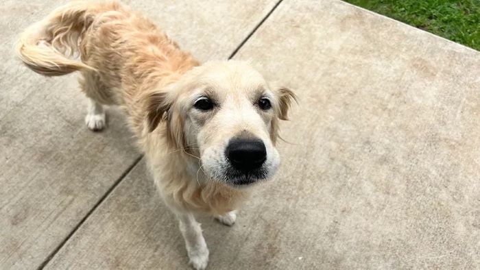 Can Dogs Eat Pork? What Every Pet Owner Needs to Know - WeWantDogs