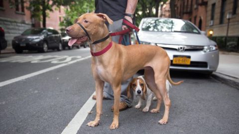 Why Does My Dog Huff At Me? - WeWantDogs