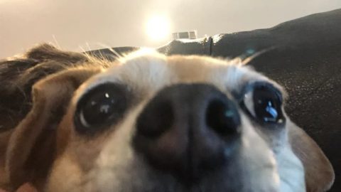 Why Does My Dog Keep Looking at the Ceiling? - WeWantDogs