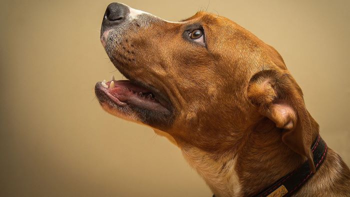 Can Dogs Look Up? Fact vs. Myth About Your Dog! - WeWantDogs