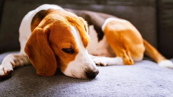 Signs Dog Has Something Stuck in Stomach! Understanding Risk - WeWantDogs