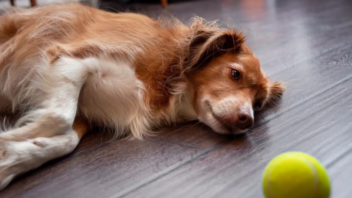 How To Help Dog With Upset Stomach? Insights - WeWantDogs